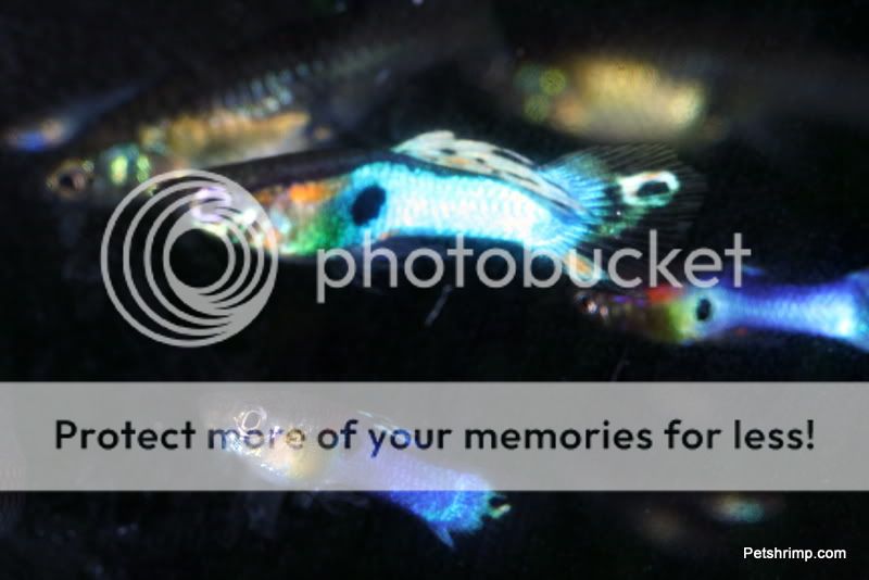 Japan Blue Endler Adults-Rare From Adrian Hd Swamp River Originally ...