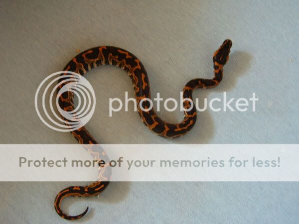 burmballs | Reptile Forums