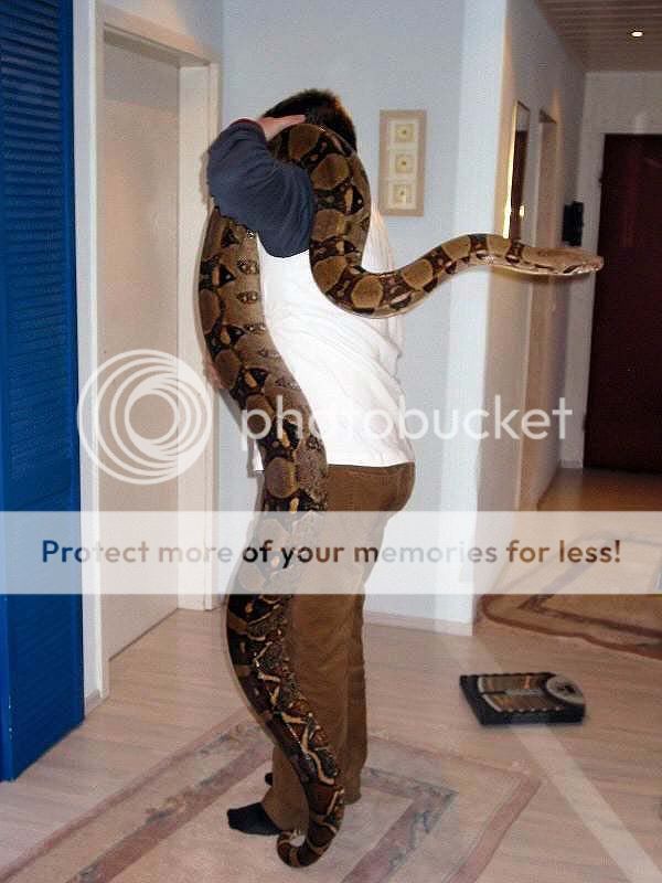 BCI BCC cross- size predictions (sorry if repost) | Reptile Forums