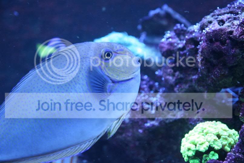 Vlamingii or Lopezi Tang? - Reef Central Online Community