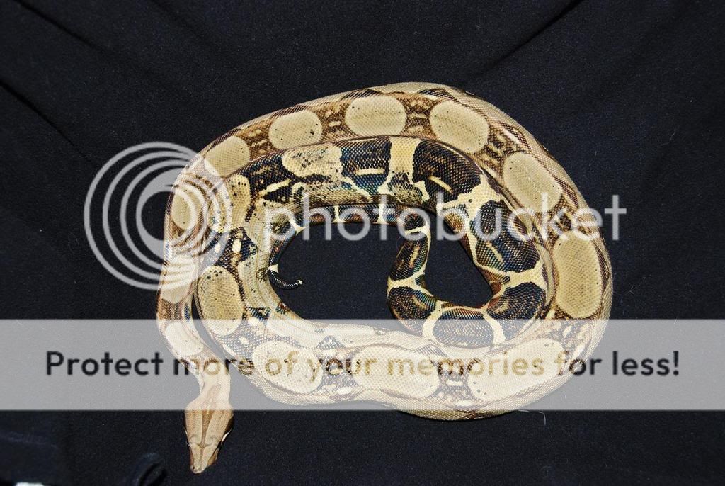 ruthvens king, bairds rat, bci, and het coral | Reptile Forums