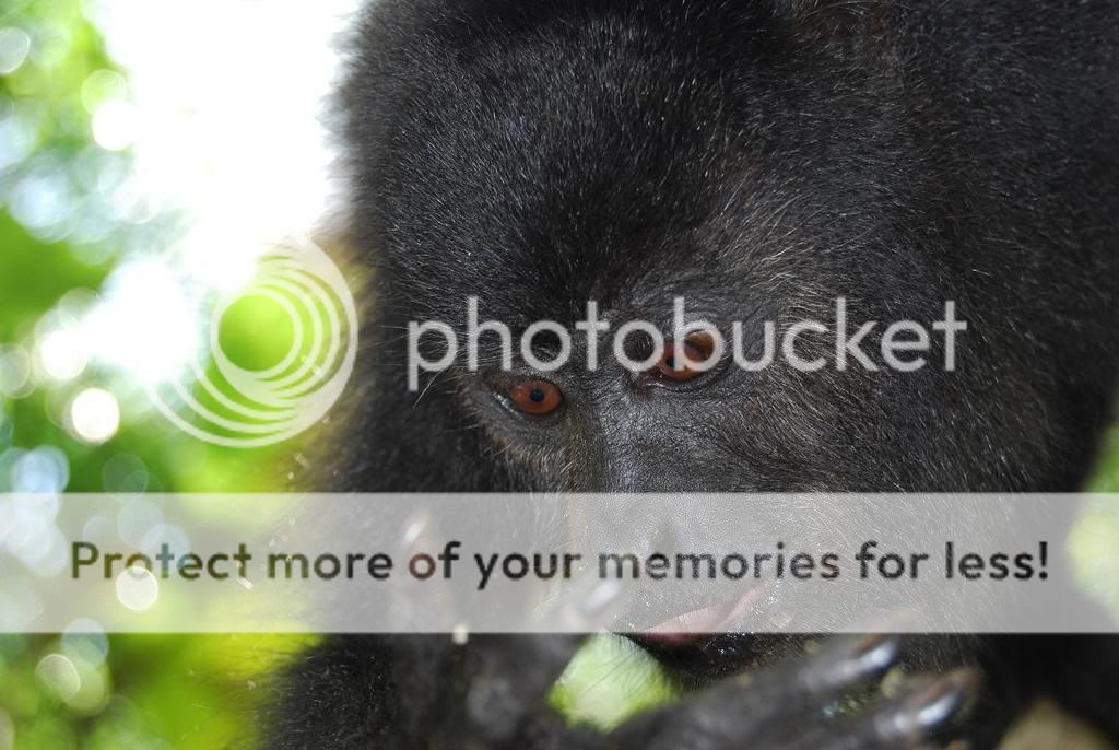 a sloth, and some howlers | Reptile Forums