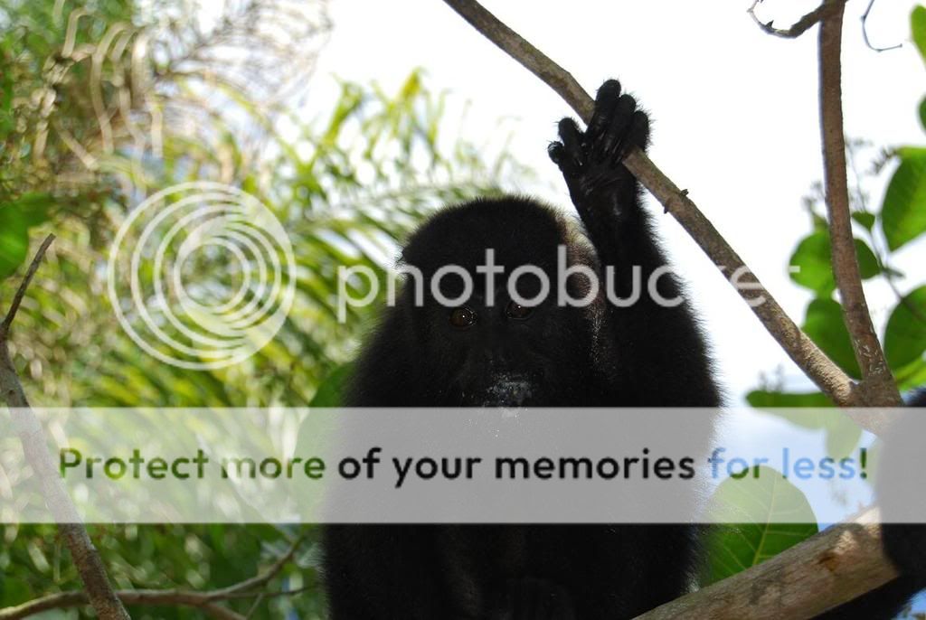 a sloth, and some howlers | Reptile Forums