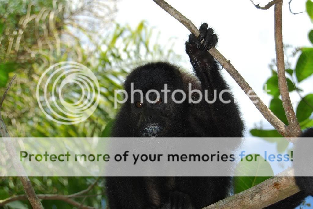 a sloth, and some howlers | Reptile Forums