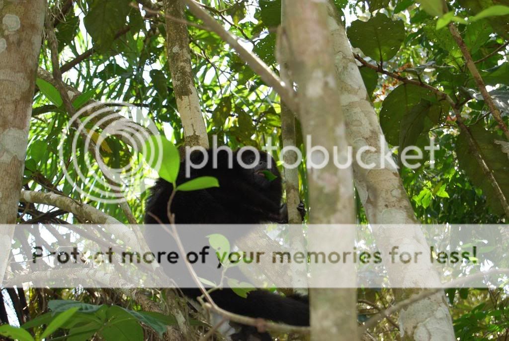 a sloth, and some howlers | Reptile Forums