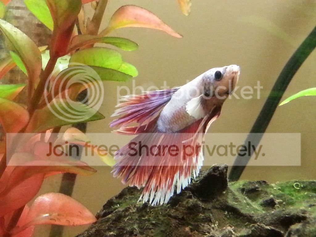 My Betta Died After A Week... | Fish Forum