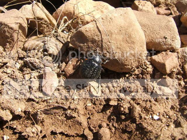 moroccan spiders, scorps etc. | Reptile Forums